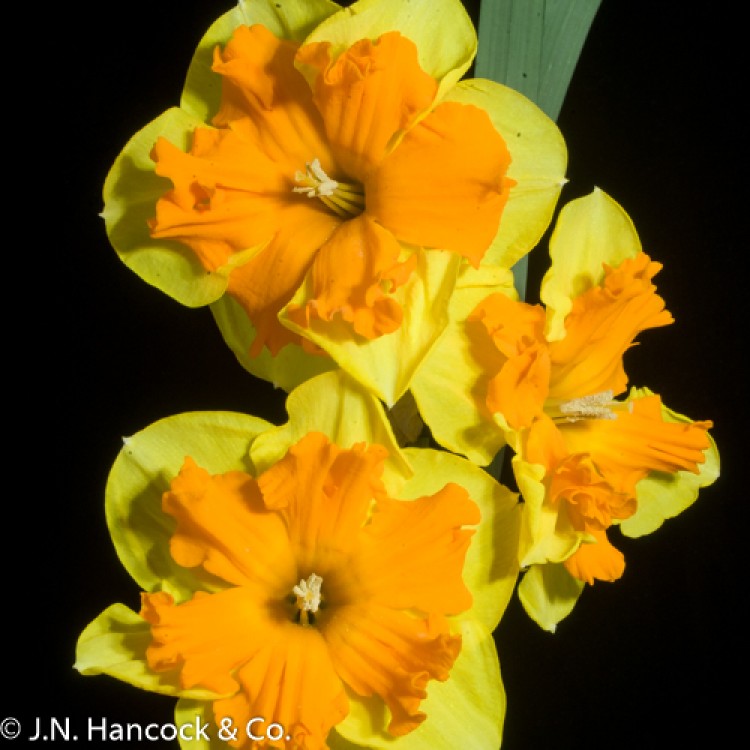 CONGRESS daffodil bulb Narcissus