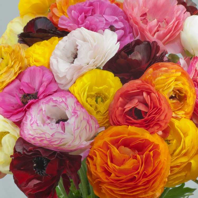 RANUNCULUS FLORENTINE bulb